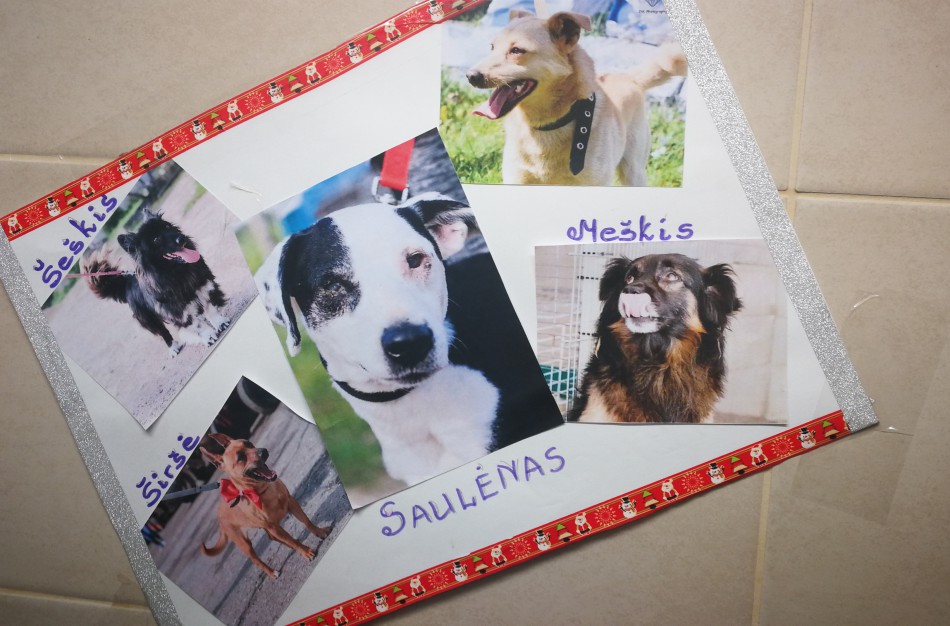 Prieglauda užsidaro!!! Padėkite išgelbėti prieglaudos gyvūnus ...