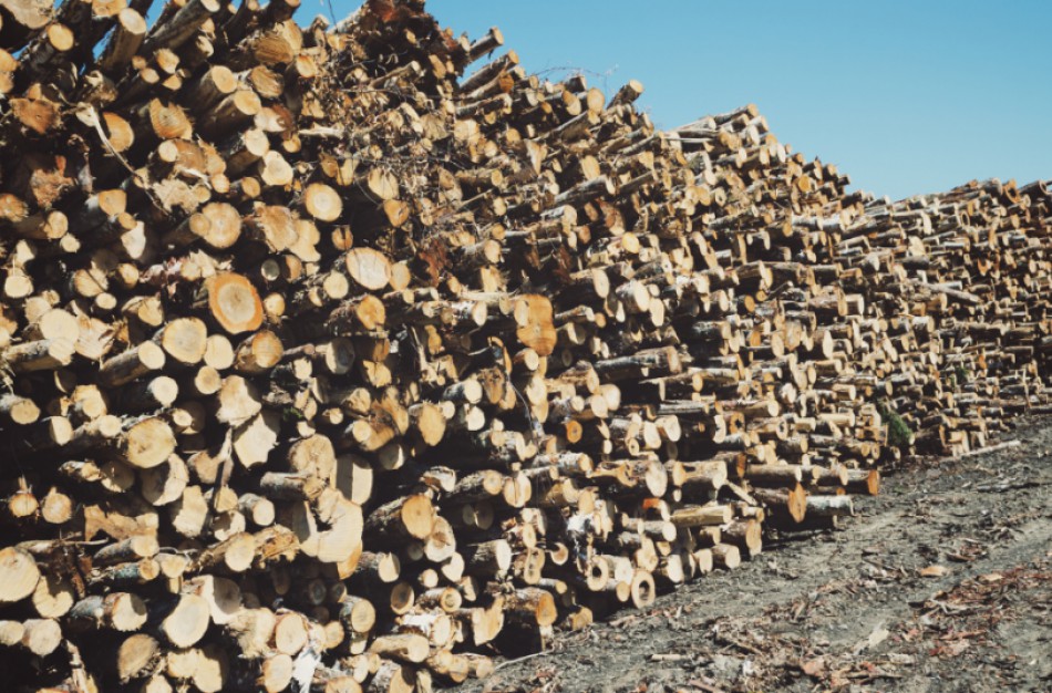 Svarbu žinoti: sankcijos ir apribojimai ES medienos ir jos produktų ...