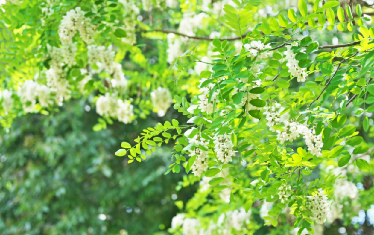 Aplinkosaugininkai: Baltažiedė robinija, klaidingai vadinama akacija ...