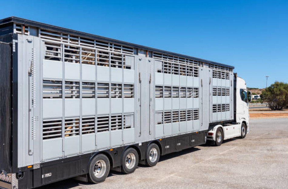 VMVT: Dėl didelių karščių įvestas laikinas draudimas gyvūnų ...